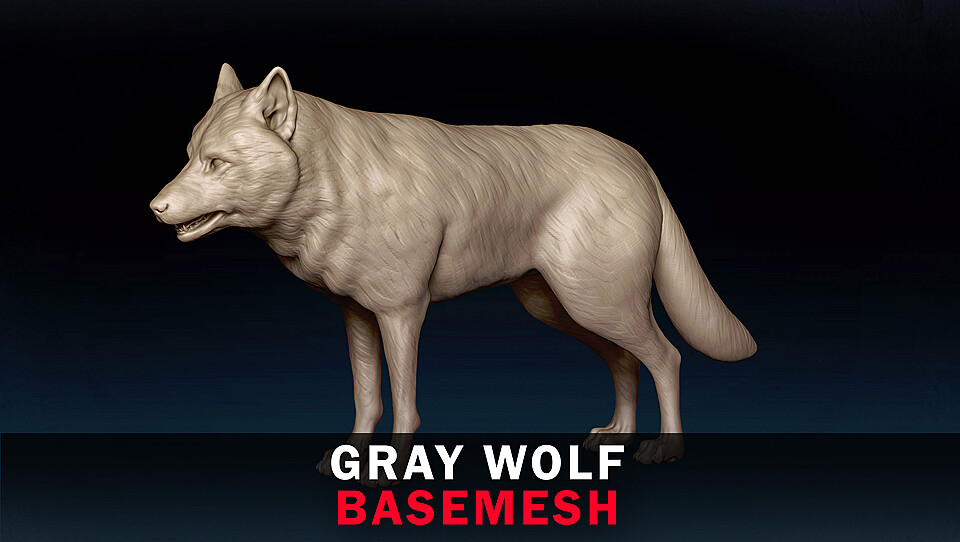 Gray Wolf Base Mesh 3D model