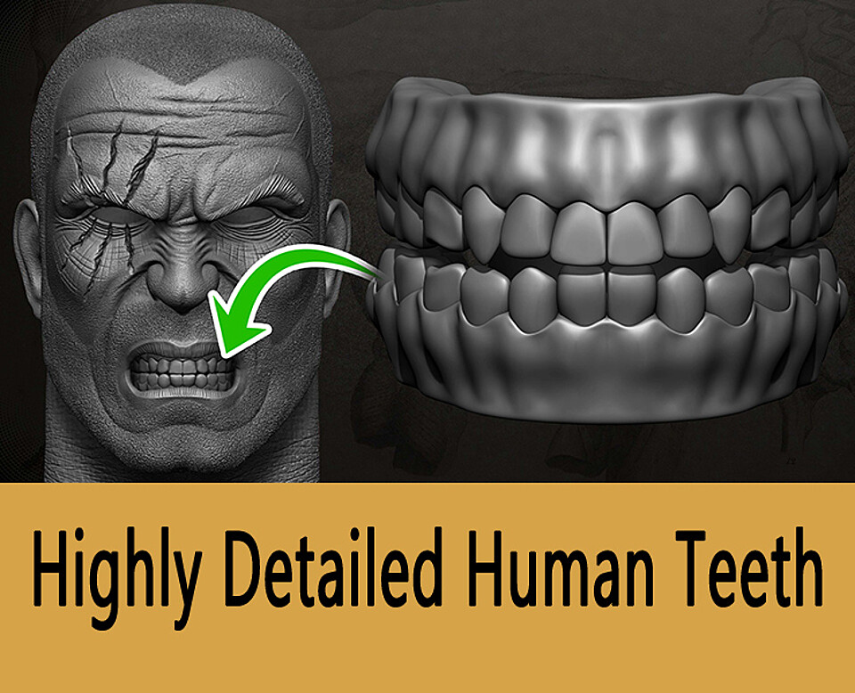 Highly Detailed Human Teeth