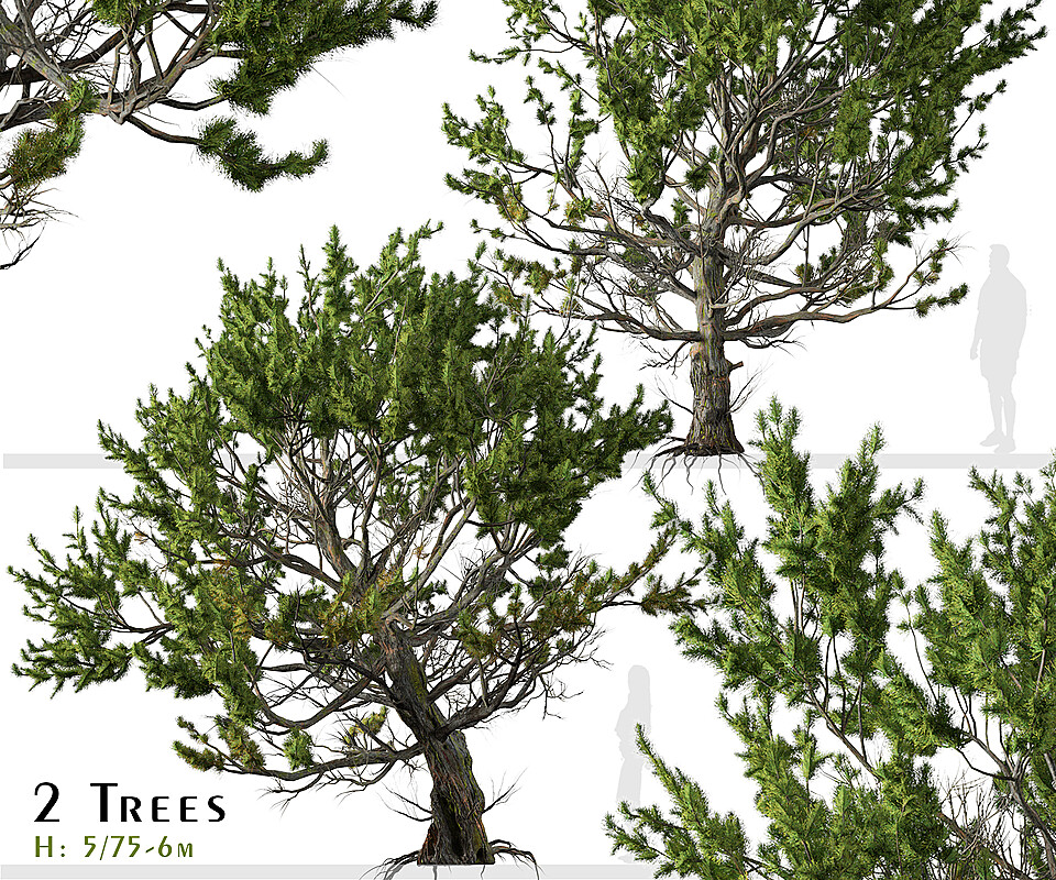 Set of Limber pine Tree (Pinus flexilis) (2 Trees)