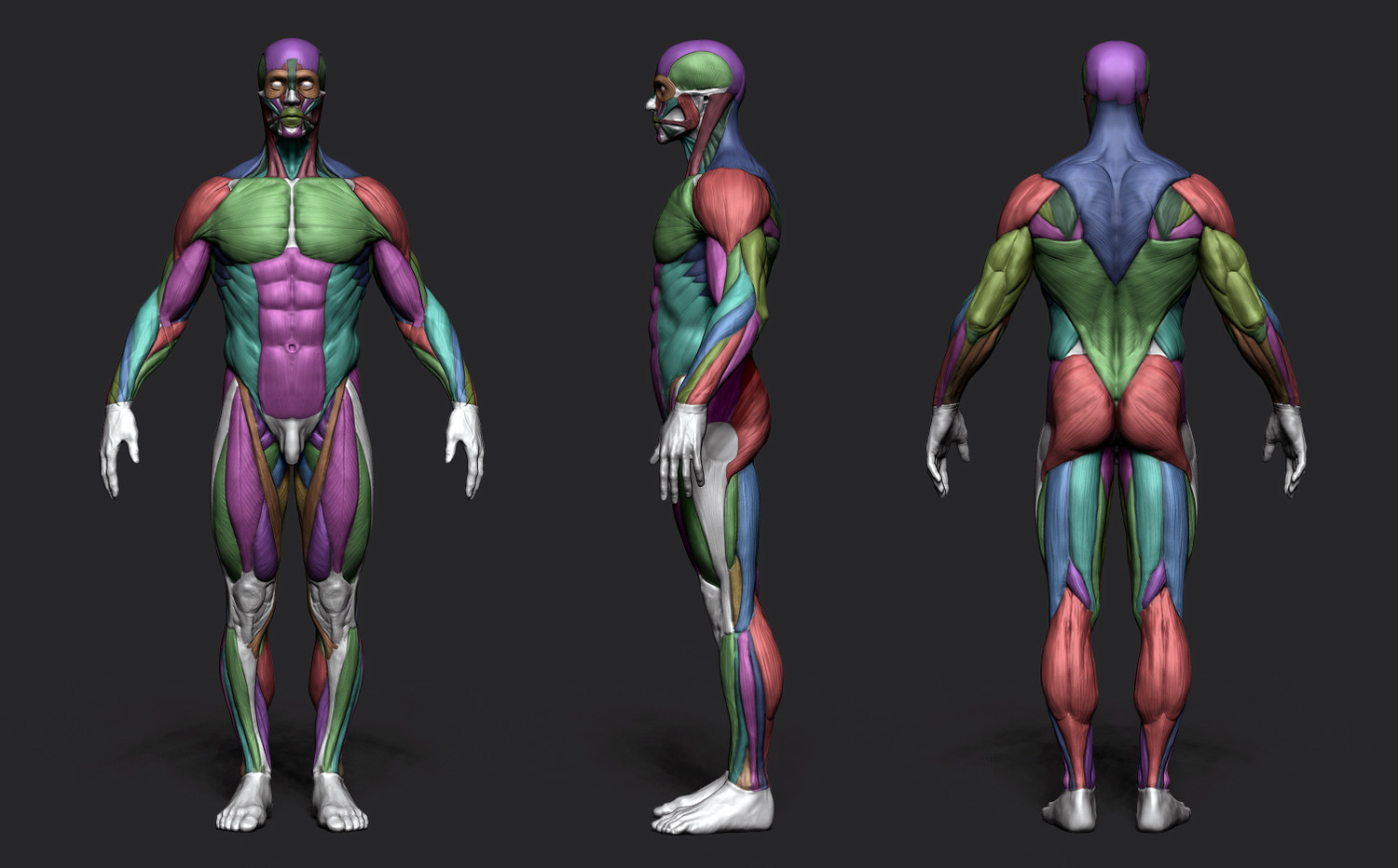 3D Anatomy Reference For Artists ARTISTS HUO