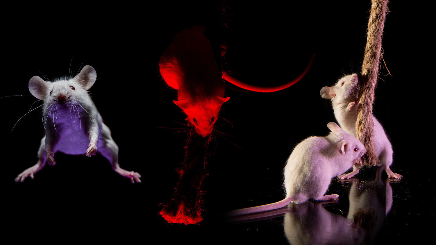 Mice - Reference Photo Pack For Artists 357 JPEGs noAI