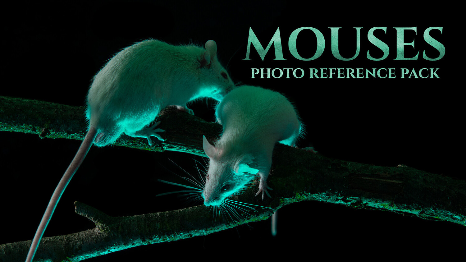 Mice - Reference Photo Pack For Artists 357 JPEGs noAI