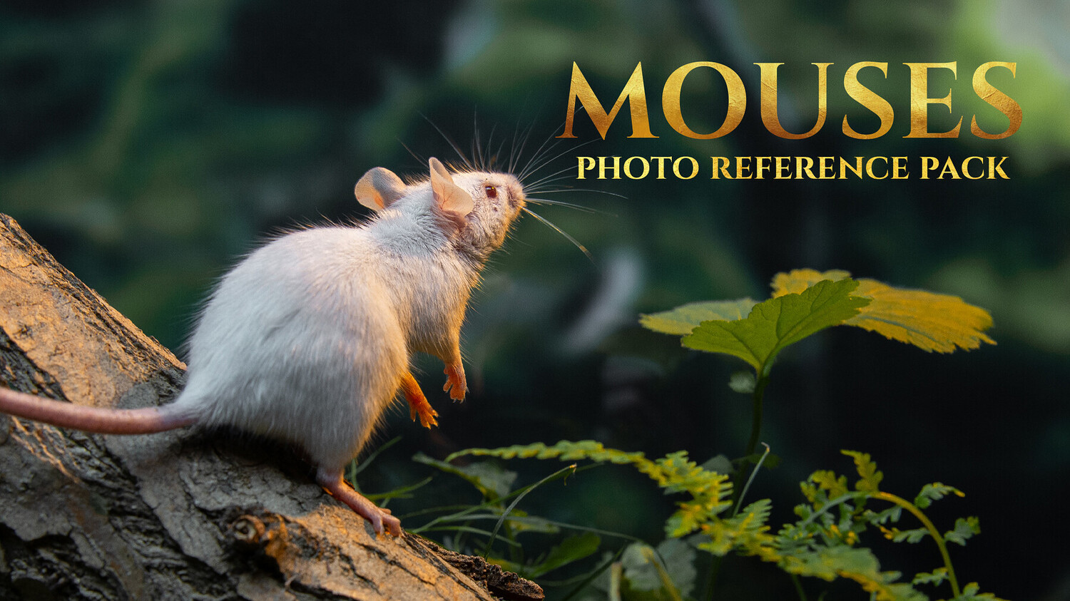 Mice - Reference Photo Pack For Artists 357 JPEGs noAI