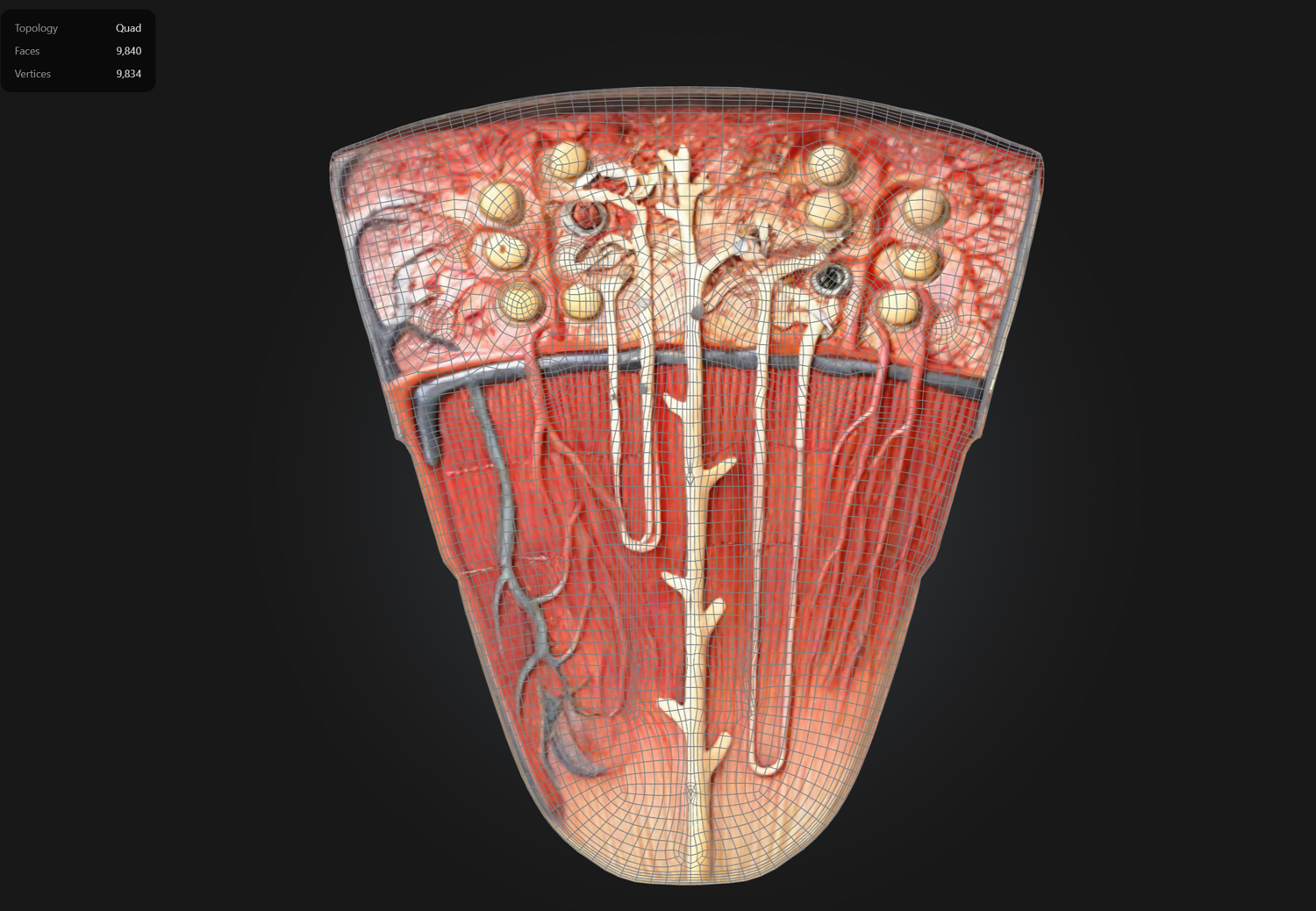 3D Model of Nephron Anatomy