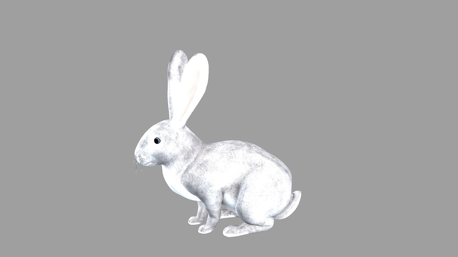 Next generation rabbit realistic rabbit gray rabbit long eared