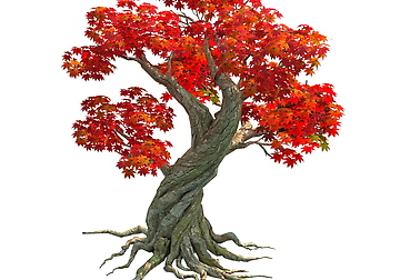 Forest - Maple 10
