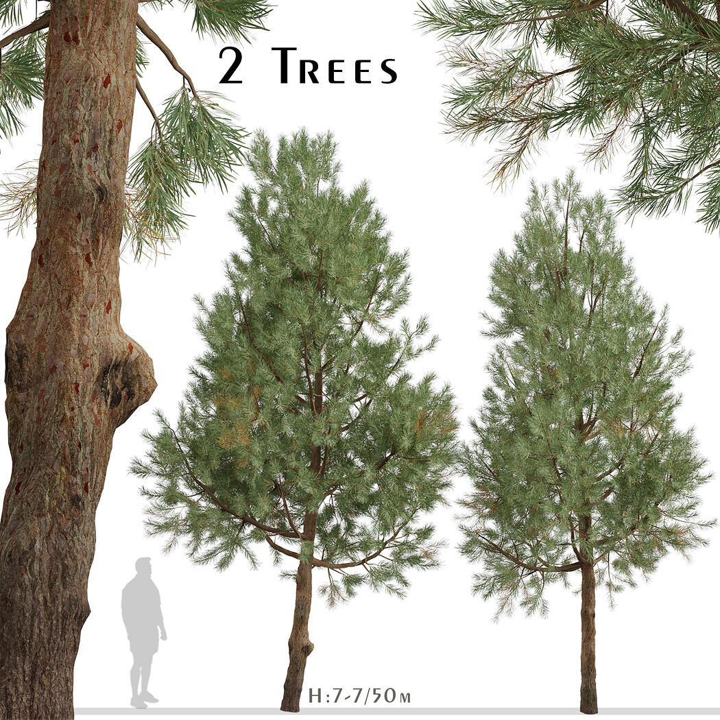 Set of Pinus SylvestrisTrees (European red pine)