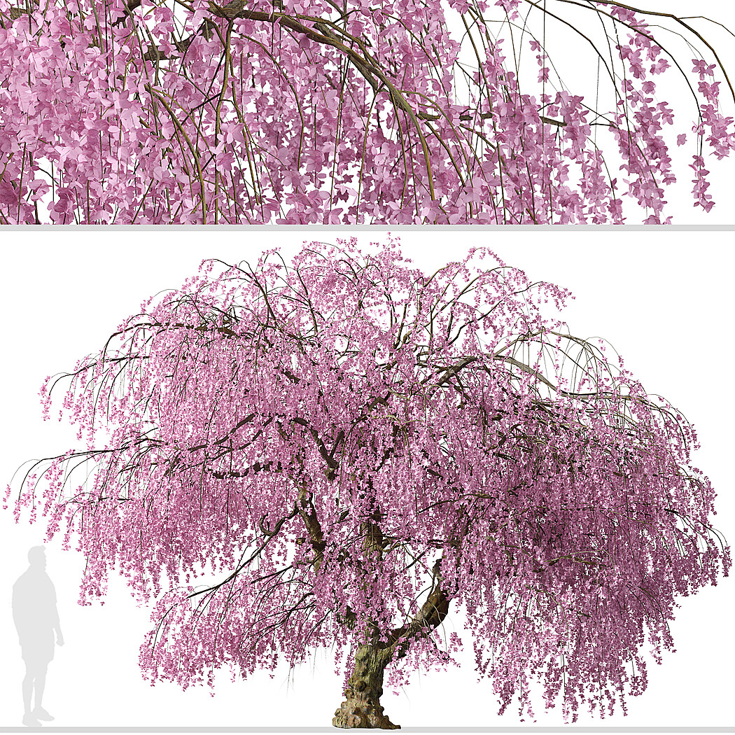 Set of Weeping Higan Cherry (Prunus subhirtella)