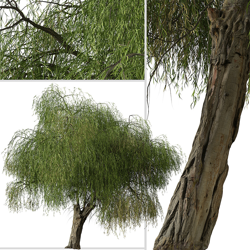 Set of Peppermint Willow Tree ( Agonis flexuosa )