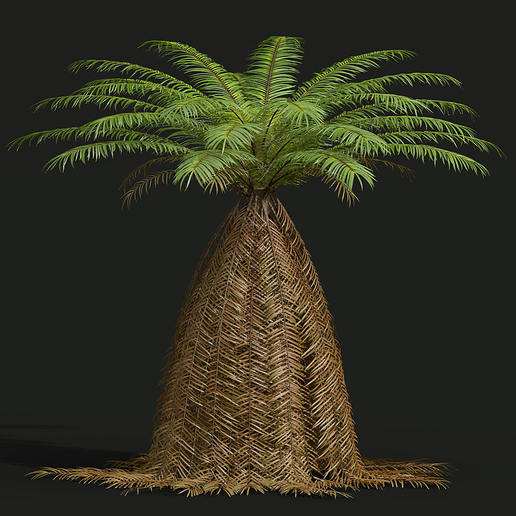 Brainea Insignis Fern Long Beard Medium